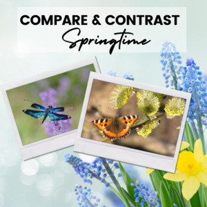 Digital and Printable Speech Therapy Materials | Holistic Speech Library