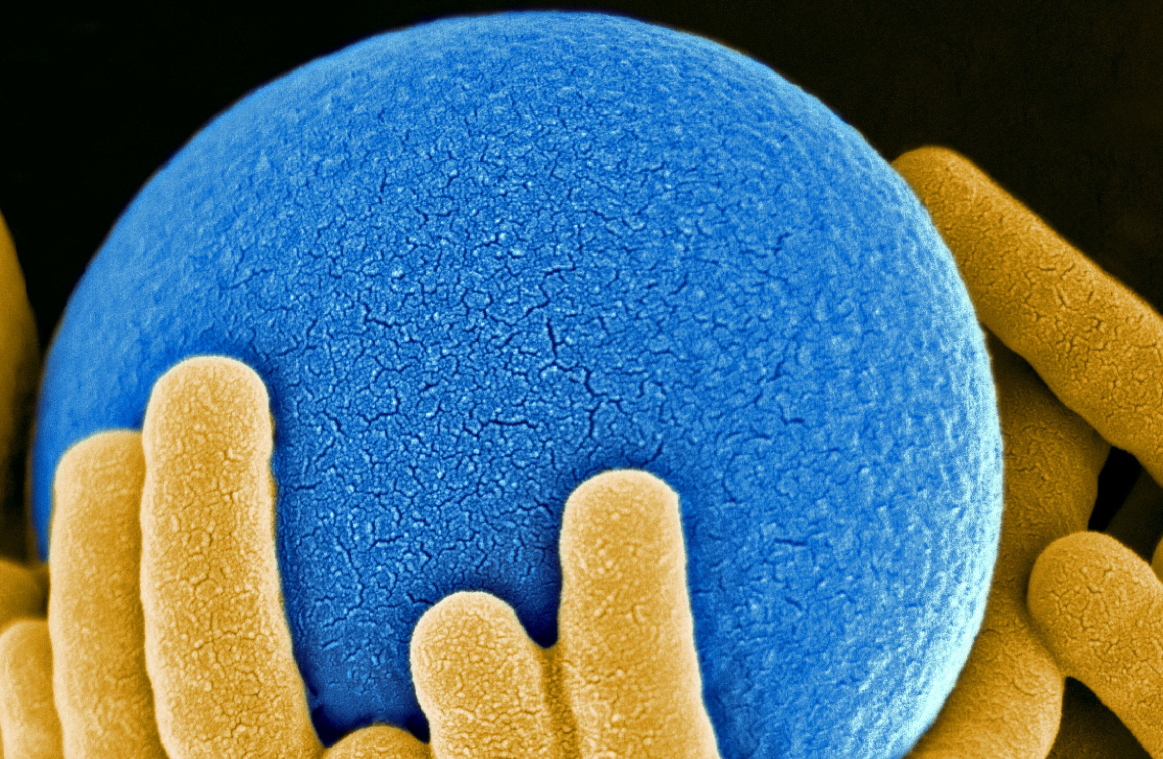 The Wyss Institute Model