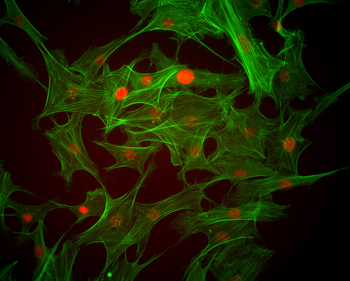 A Lecture in Cell and Developmental Biology: Mechanobiology and ...