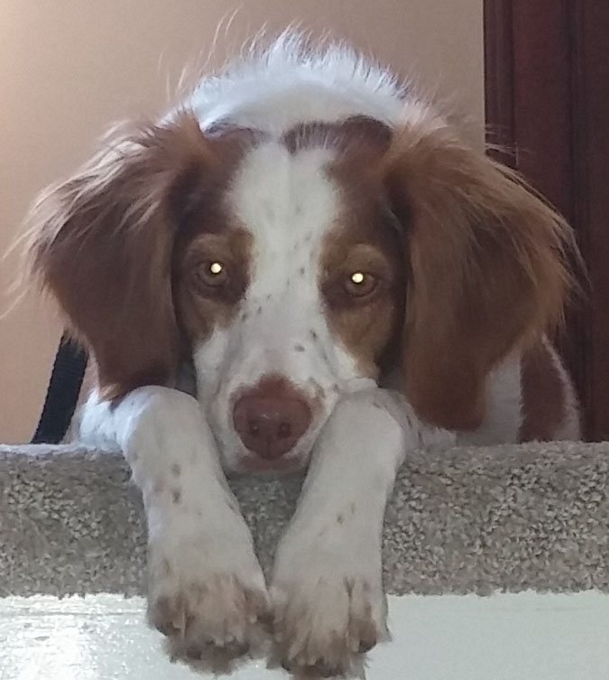 Maggie the Brittany - Your Beaver County